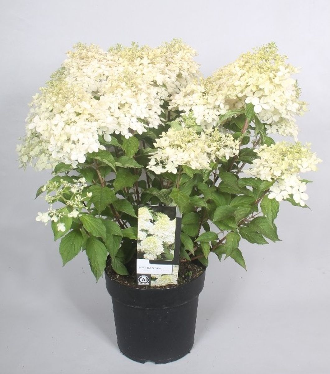 Hydrangea paniculata SKYFALL — Plant Wholesale FlorAccess