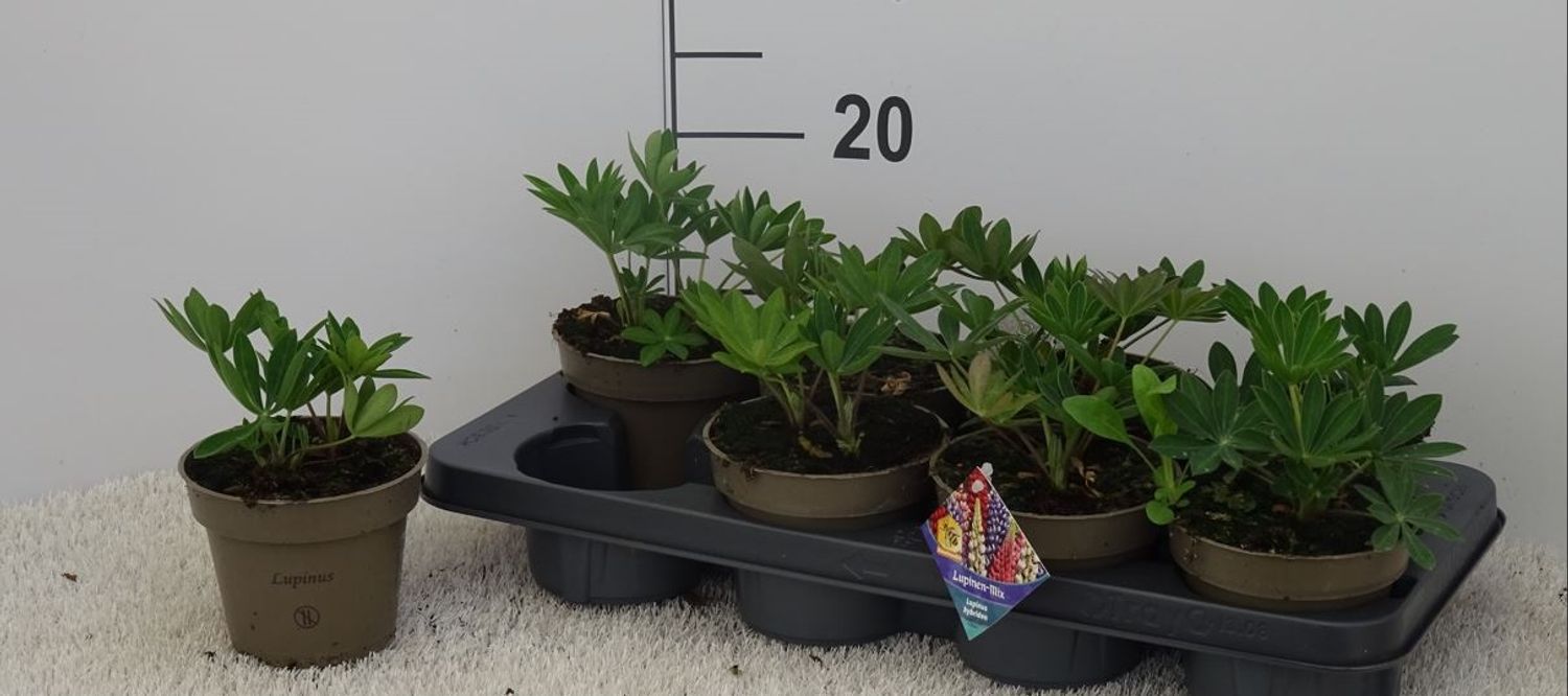 Lupinus 'Russell Hybrids MIX' — Plant Wholesale FlorAccess