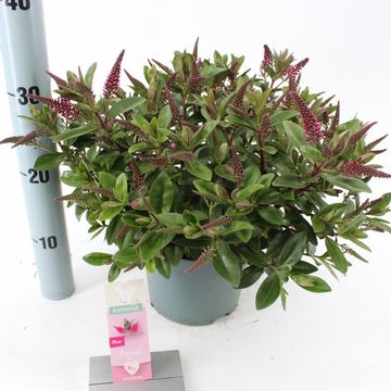 Hebe HEBEDONNA ELSA — Plant Wholesale FlorAccess