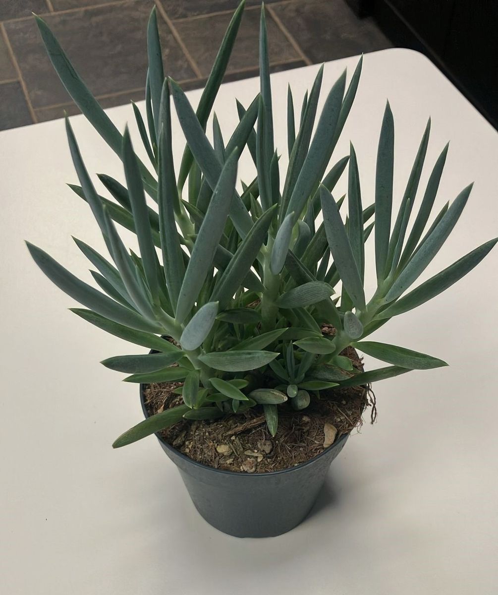 Curio ficoides 'Mount Everest' — Plant Wholesale FlorAccess
