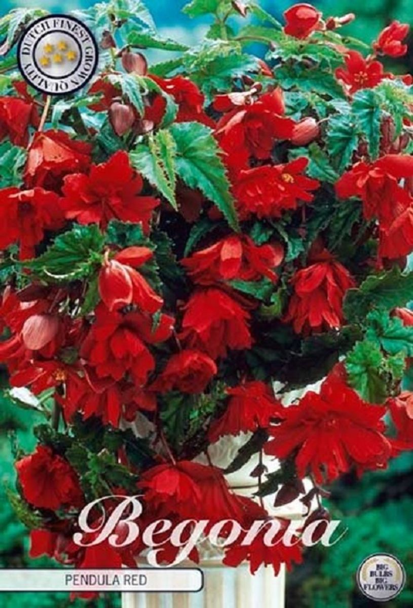Begonia PENDULA RED — Рослини оптом FlorAccess