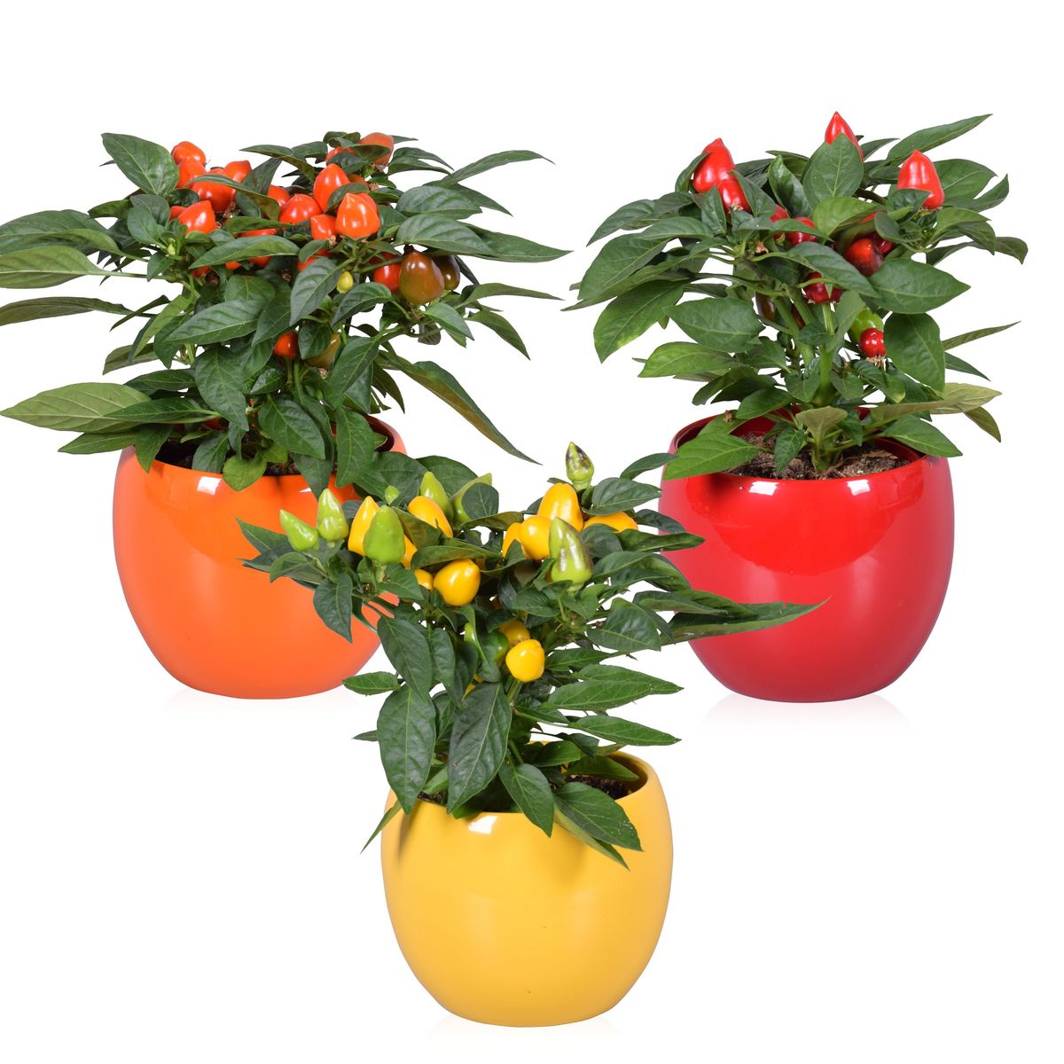 Capsicum annuum MIX — Plant Wholesale FlorAccess