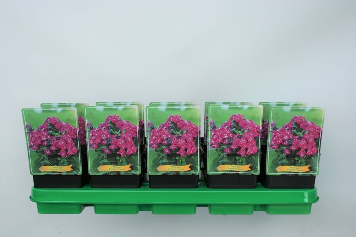 Phlox BAMBINI DESIRE — Plant Wholesale FlorAccess