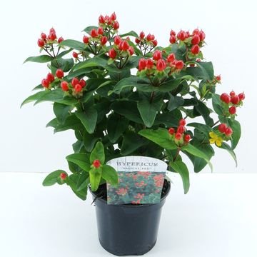 Hypericum x inodorum MAGICAL RED — Plant Wholesale FlorAccess