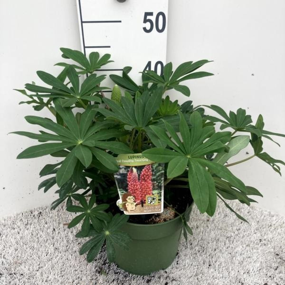 Lupinus 'Towering Inferno' — Plant Wholesale FlorAccess