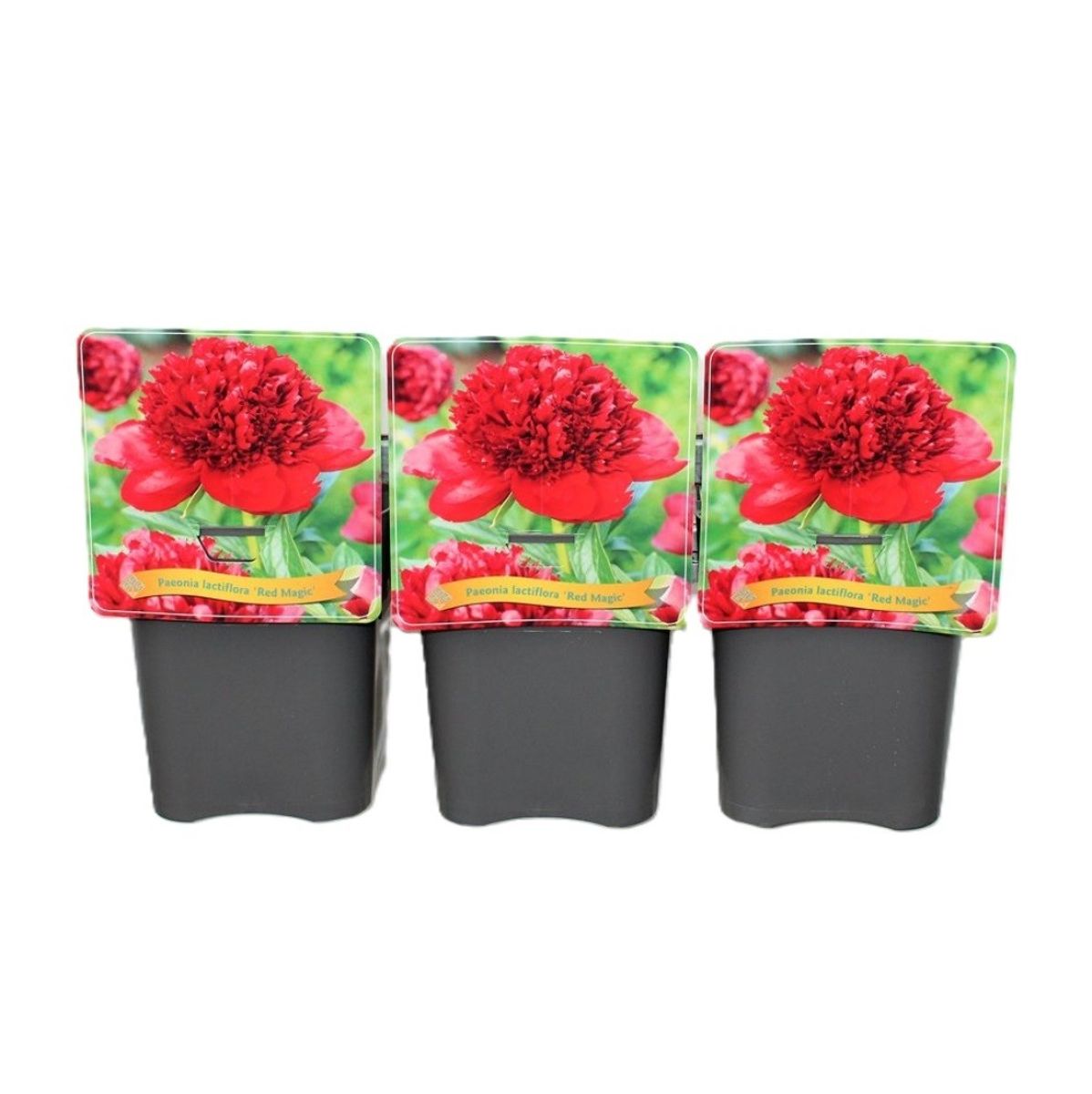 Paeonia 'Red Magic' — Plant Wholesale FlorAccess
