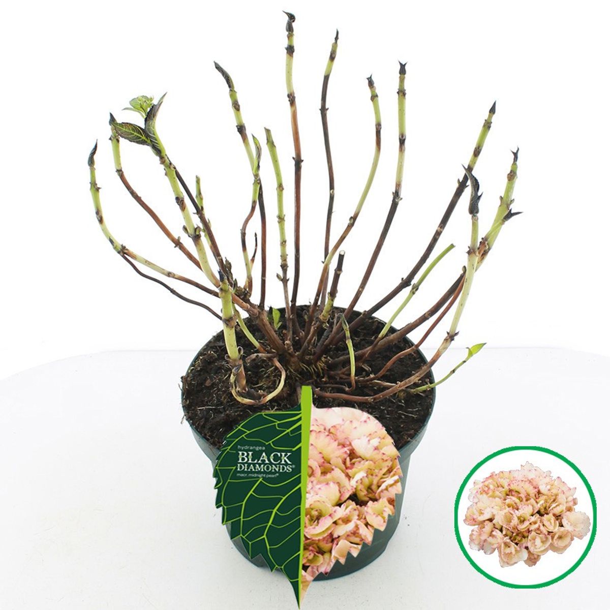 Hydrangea macrophylla MIDNIGHT PEARL — Plant Wholesale FlorAccess