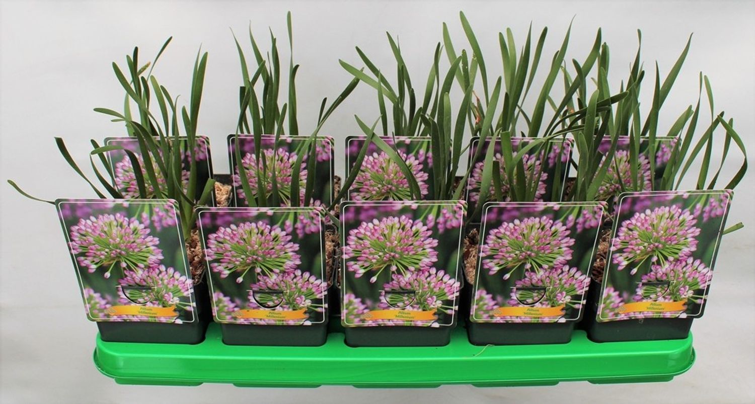 Allium 'Millenium' — Plant Wholesale FlorAccess