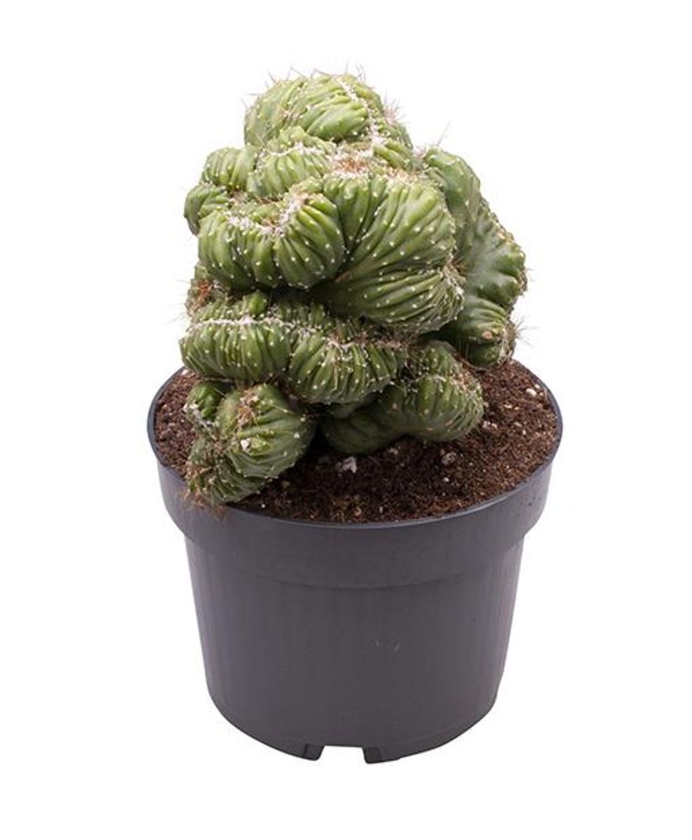 Cereus peruvianus cristata — Plant Wholesale FlorAccess