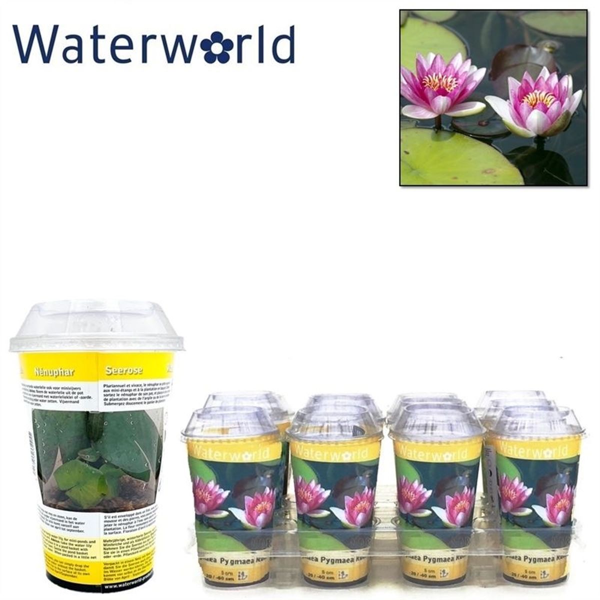 Nymphaea 'Pygmaea Rubra' — Plant Wholesale FlorAccess