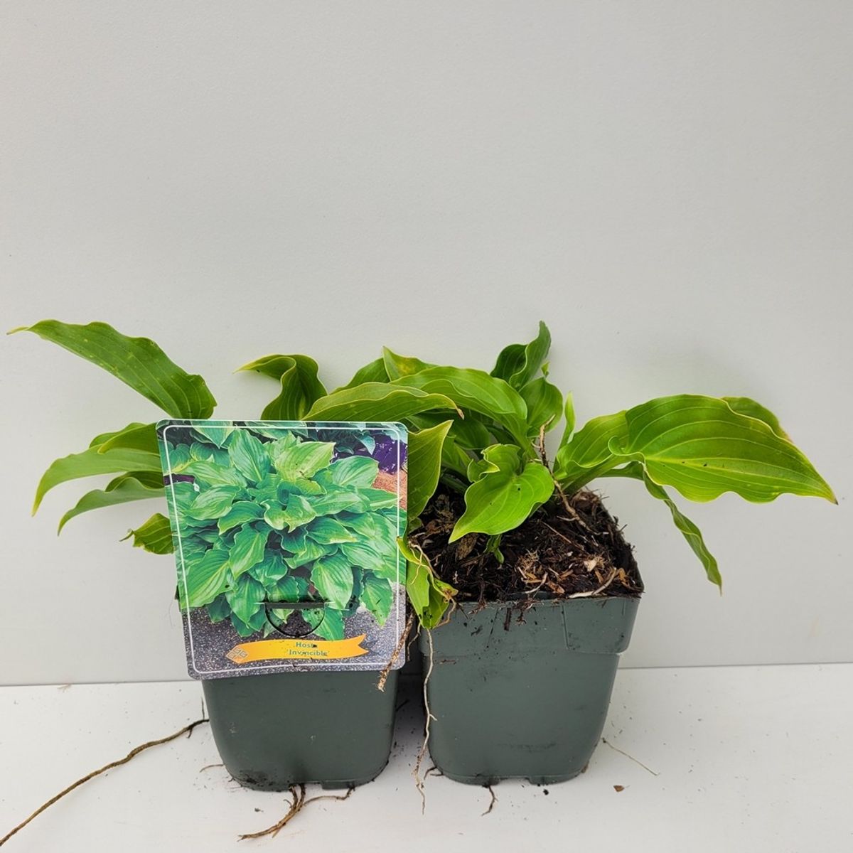 Hosta 'Invincible' — Plant Wholesale FlorAccess