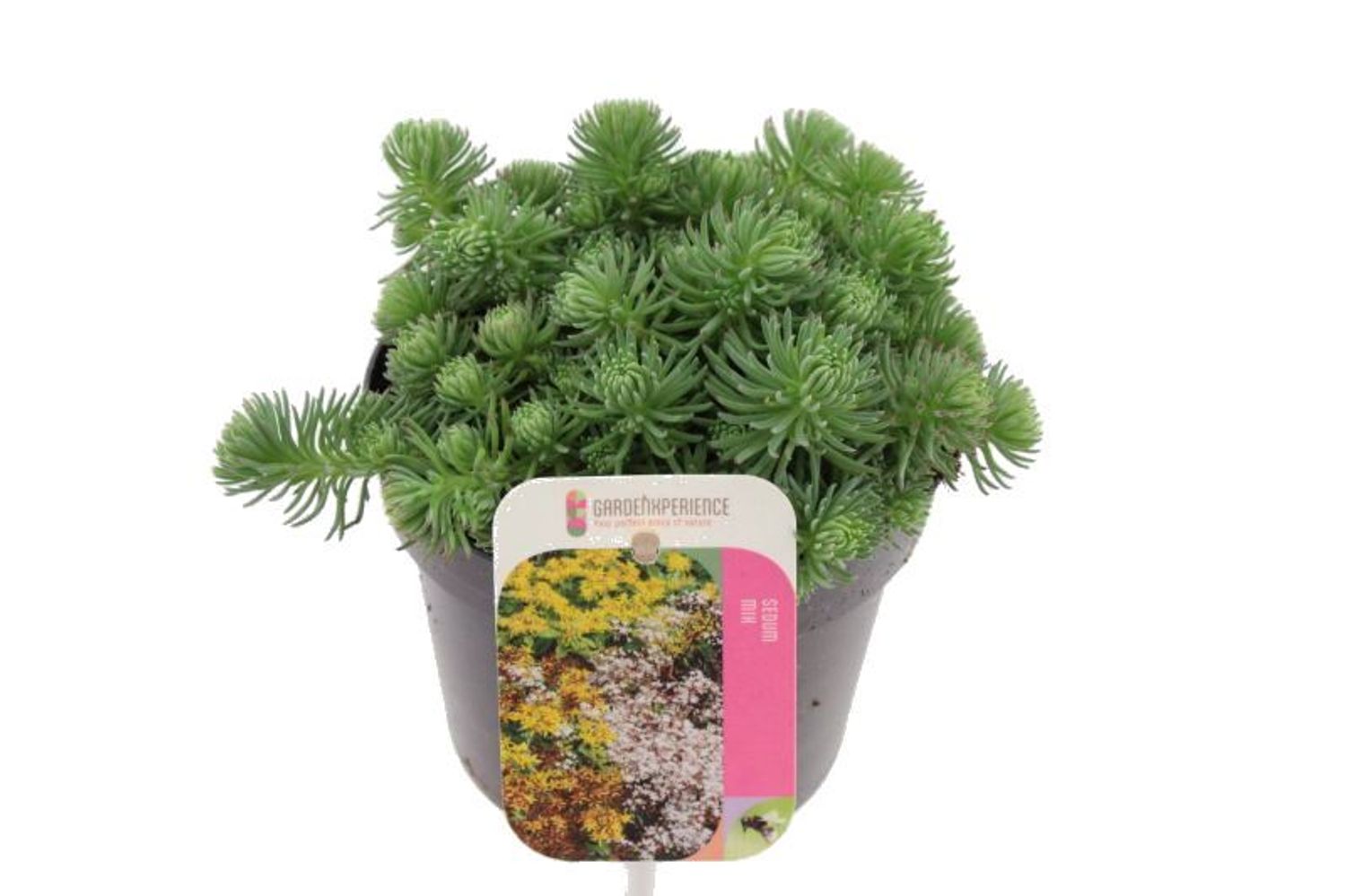 Sedum forsterianum 'Oracle' — Plant Wholesale FlorAccess