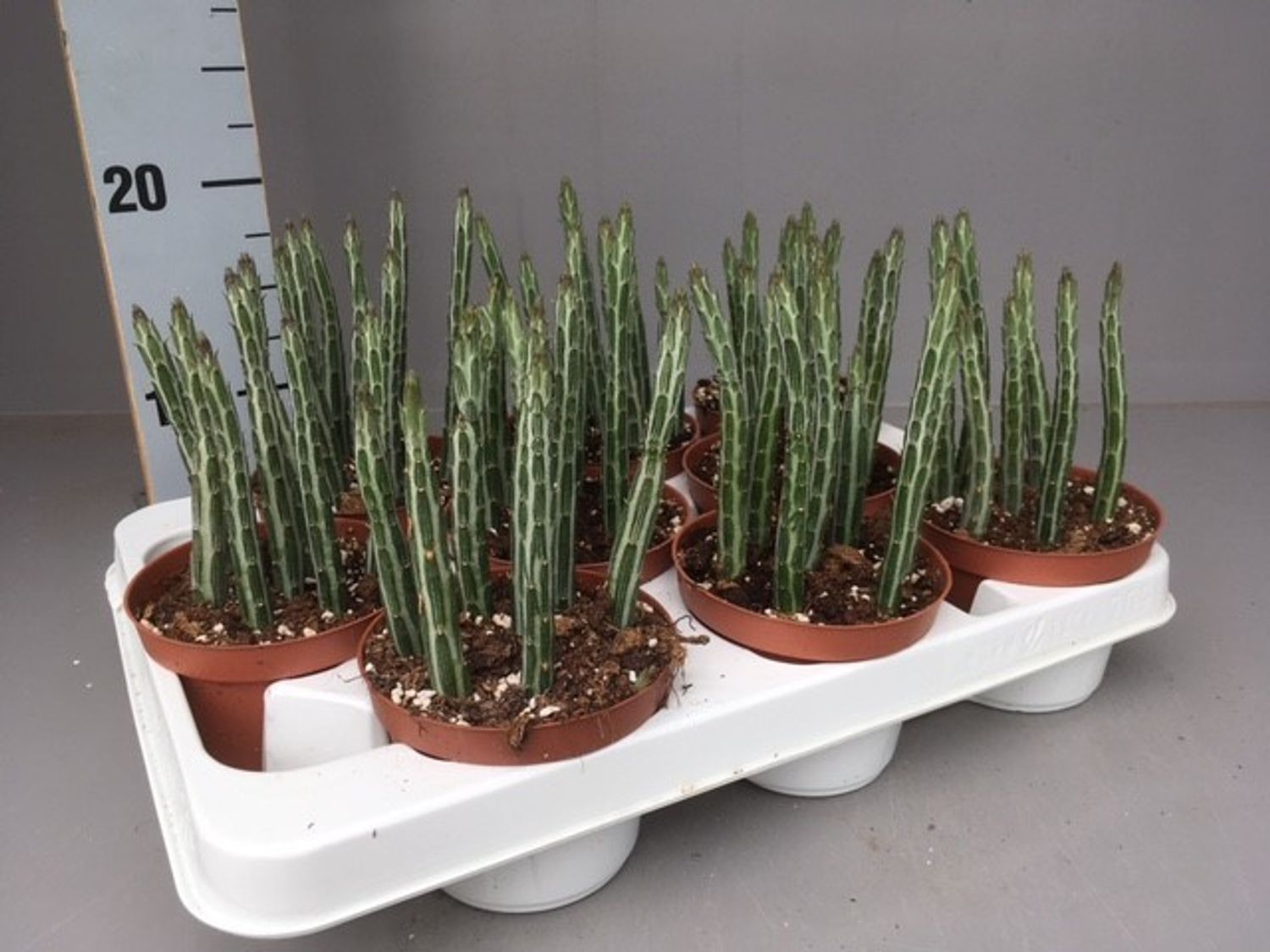 Kleinia stapeliiformis — Рослини оптом FlorAccess