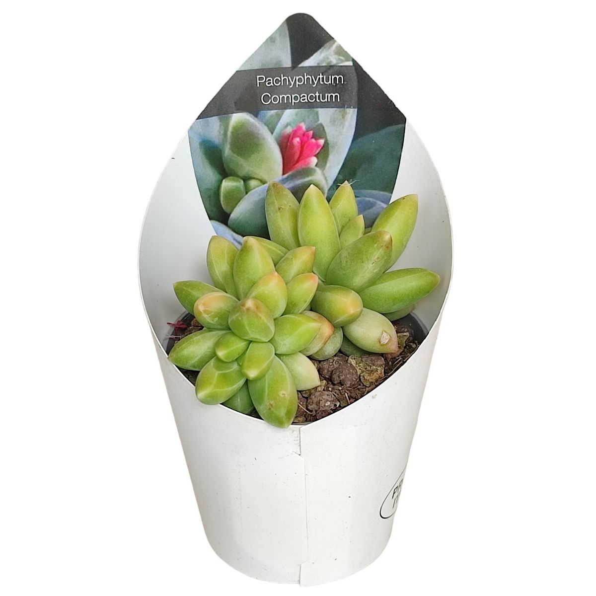 Pachyphytum compactum — Plant Wholesale FlorAccess