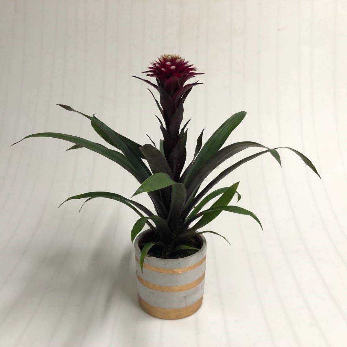 Guzmania 'Francesca' — Plant Wholesale FlorAccess