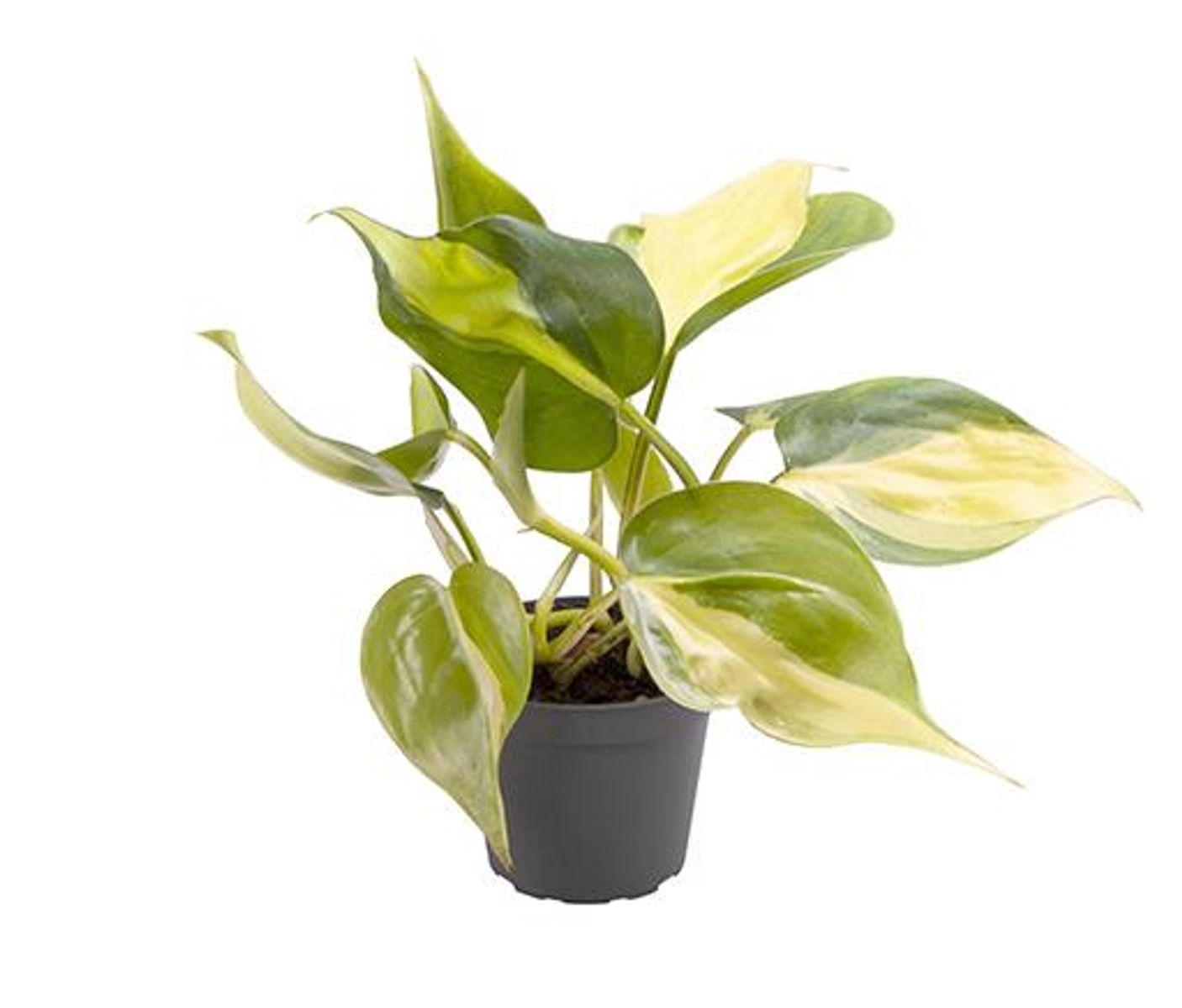 Philodendron scandens 'Brasil' — Plant Wholesale FlorAccess