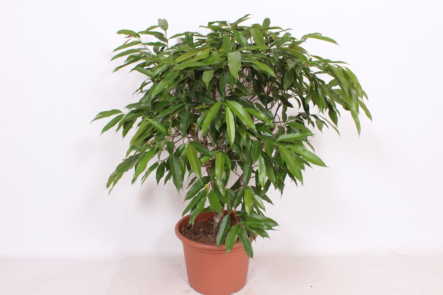 Ficus binnendijkii 'Amstel King' — Plant Wholesale FlorAccess