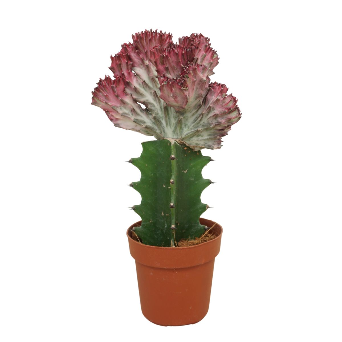 Euphorbia lactea 'Cristata' — Plant Wholesale FlorAccess