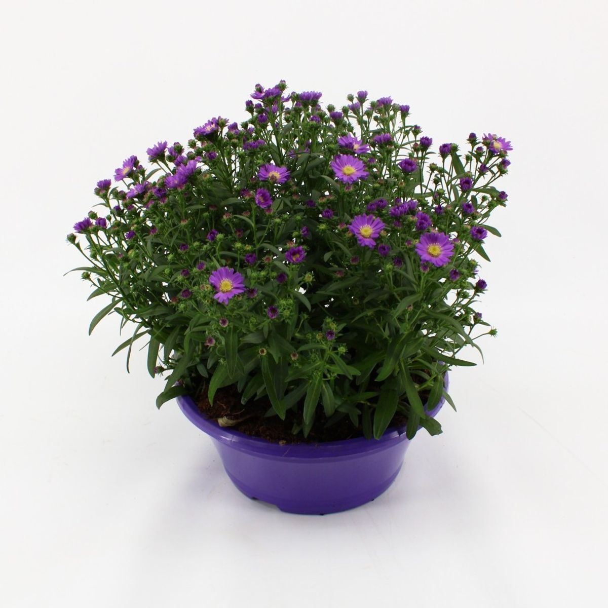 Aster MAGIC PURPLE — Plant Wholesale FlorAccess
