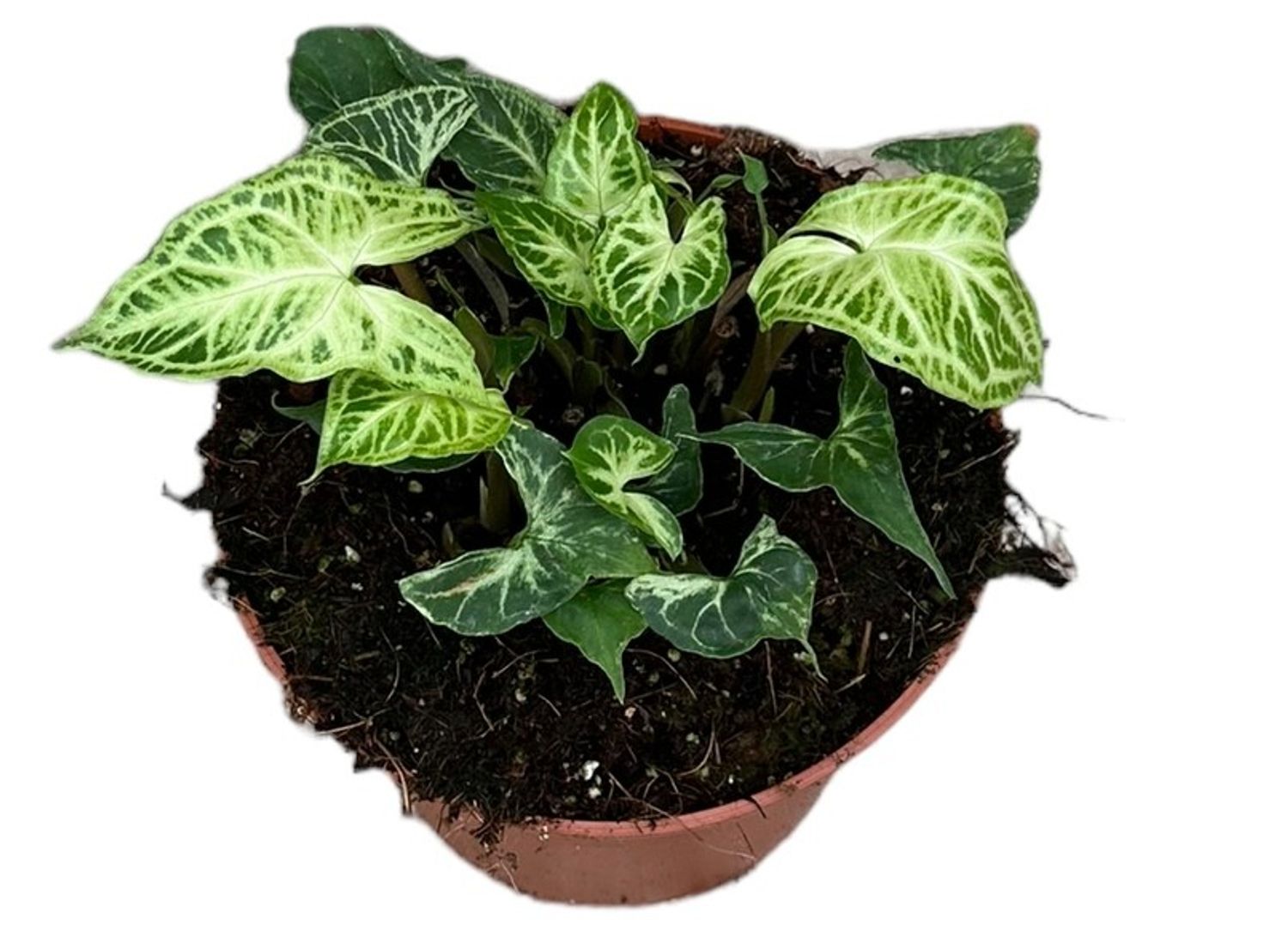 Syngonium 'Batik' — Plant Wholesale FlorAccess