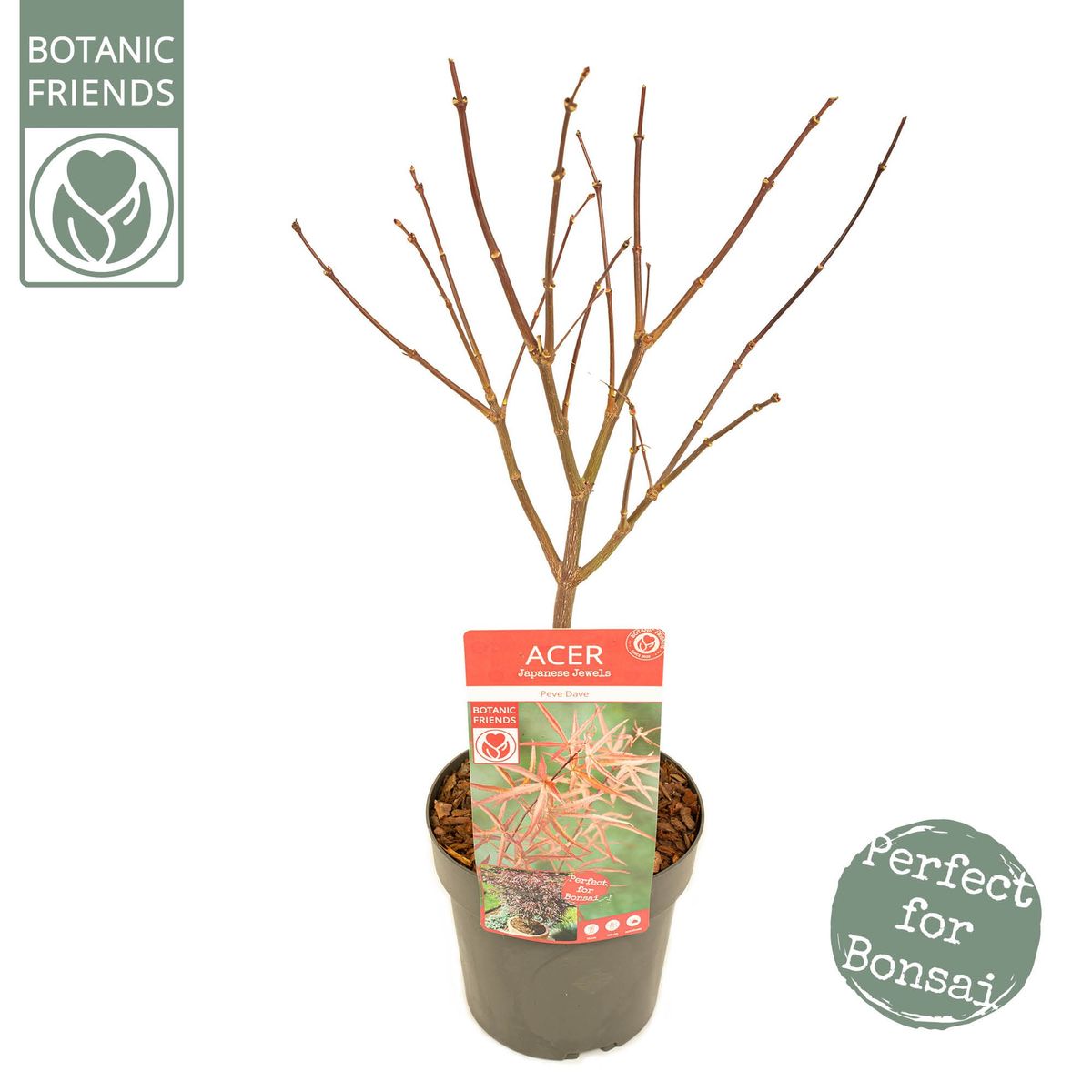 Acer palmatum 'Pevé Dave' — Plant Wholesale FlorAccess