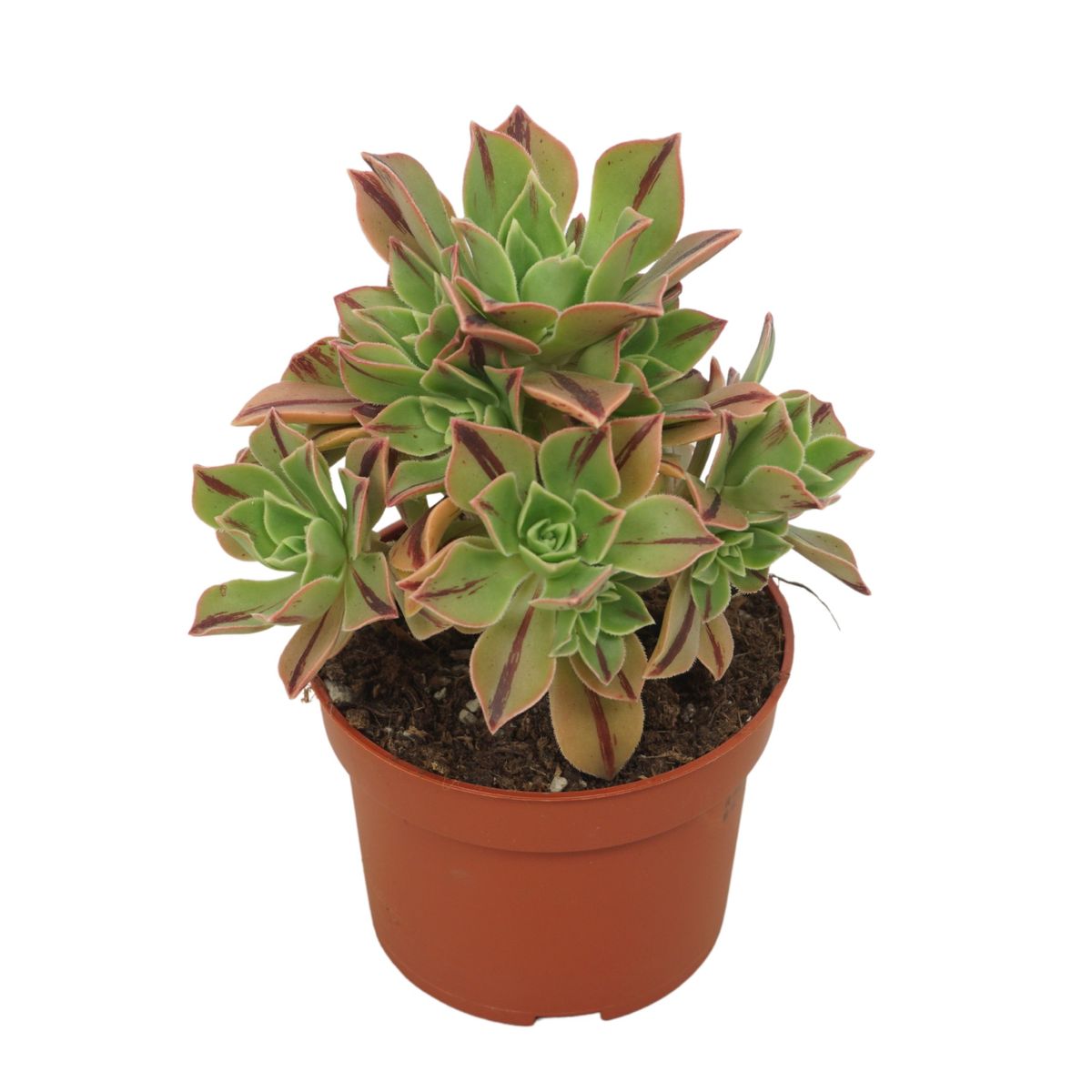 Aeonium leucoblepharum RED STRIPE — Plant Wholesale FlorAccess