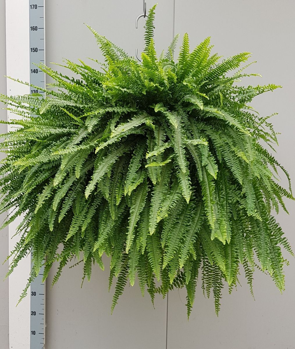 Nephrolepis exaltata 'Green Lady' — Plant Wholesale FlorAccess