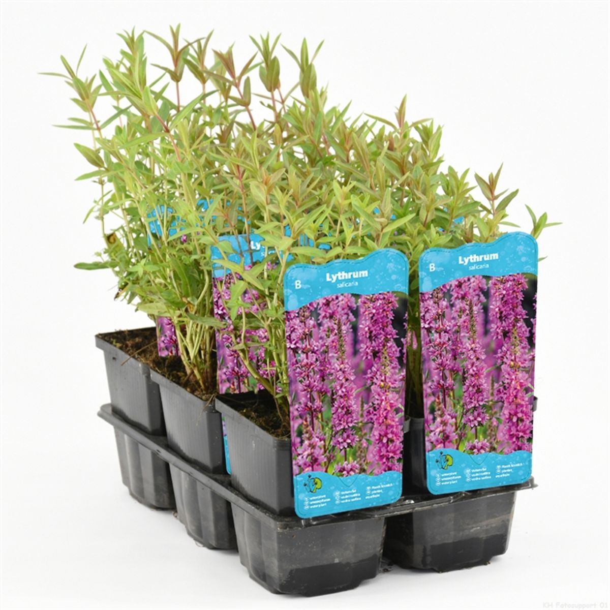 Lythrum salicaria — Plant Wholesale FlorAccess