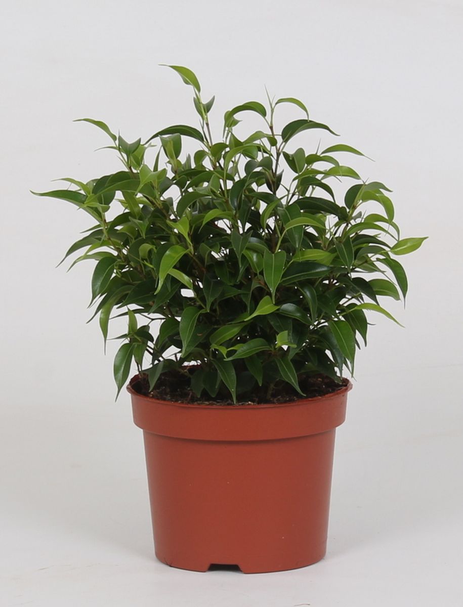 Ficus benjamina 'Natasja' — Plant Wholesale FlorAccess