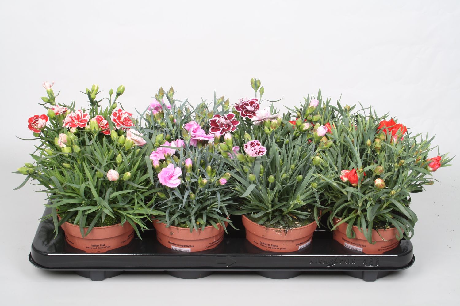 Dianthus chinensis MIX — Plant Wholesale FlorAccess