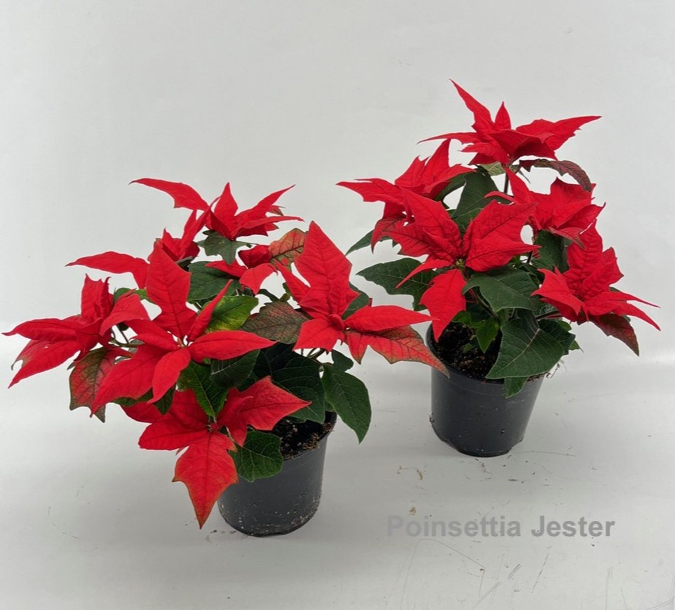 Euphorbia pulcherrima JESTER RED — Plant Wholesale FlorAccess