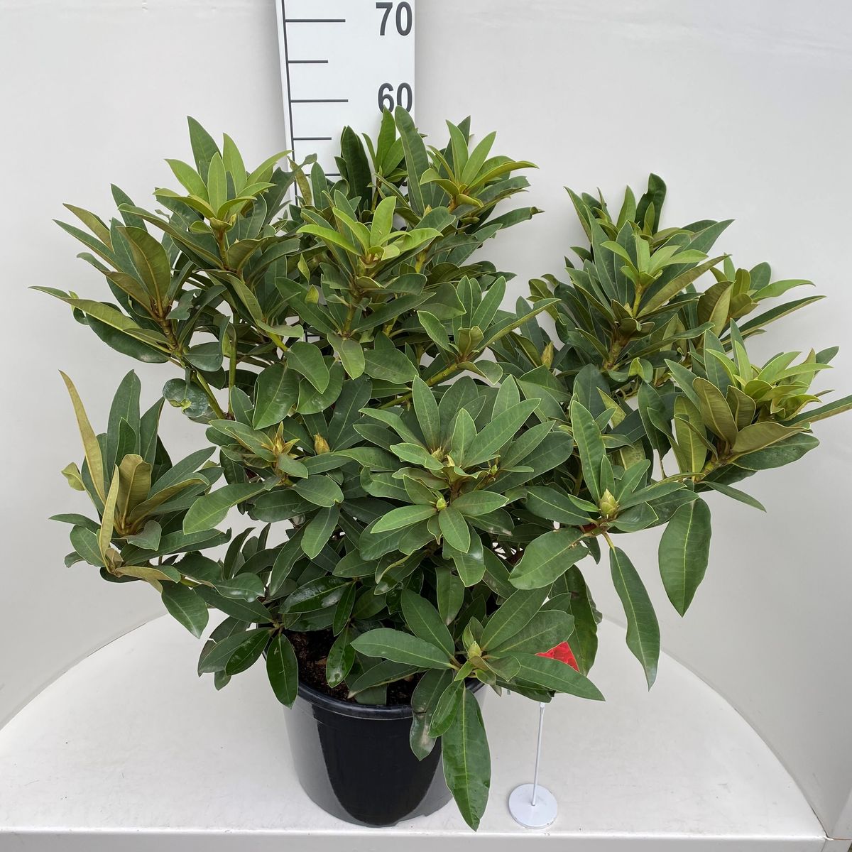 Rhododendron 'Wilgen's Ruby' — Plant Wholesale FlorAccess