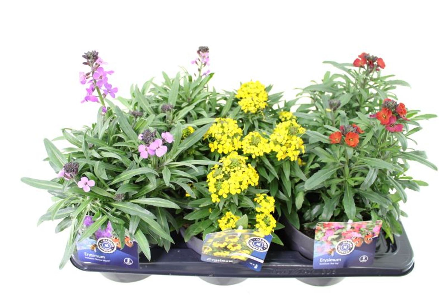 Erysimum linifolium MIX — Plant Wholesale FlorAccess