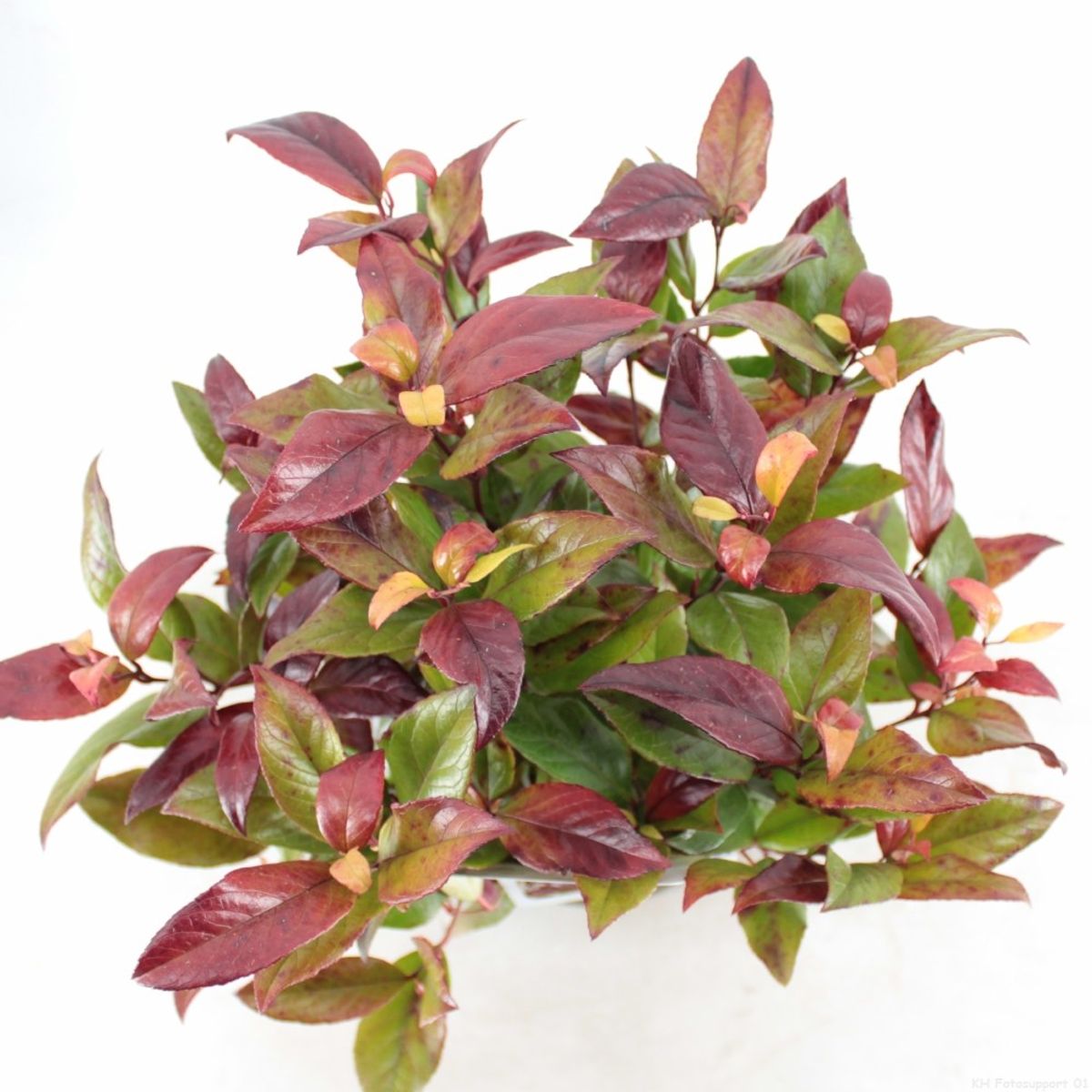 Leucothoe 'Zeblid' — Plant Wholesale FlorAccess