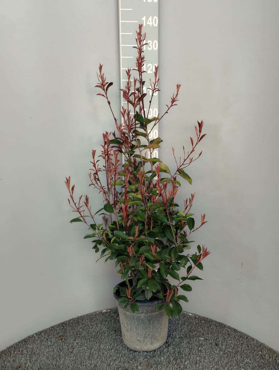 Photinia x fraseri 'Red Robin' — Plant Wholesale FlorAccess