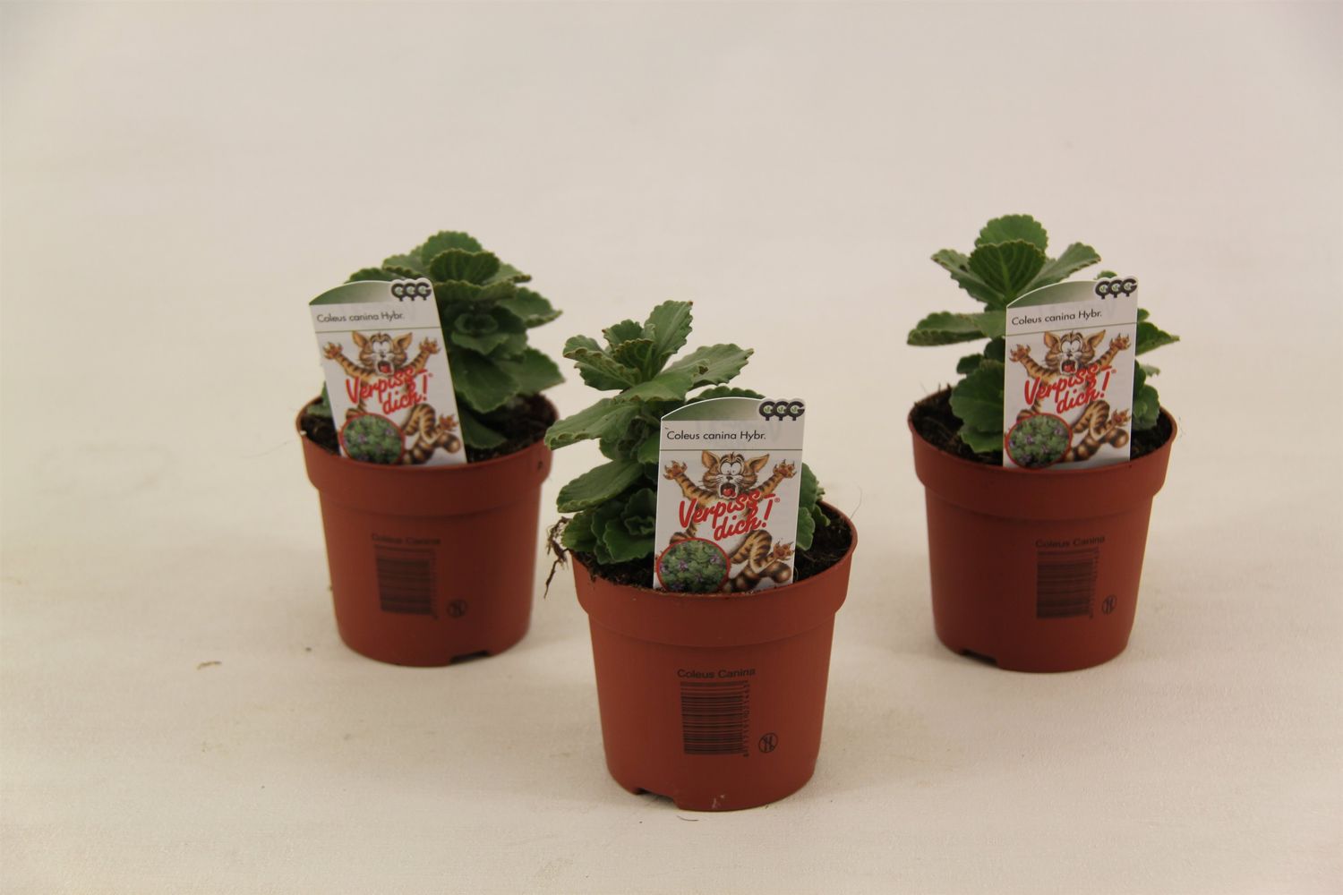 Plectranthus caninus — Plant Wholesale FlorAccess