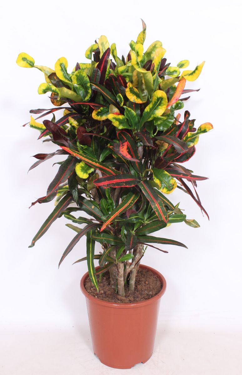 Codiaeum variegatum 'Mammi' — Plant Wholesale FlorAccess
