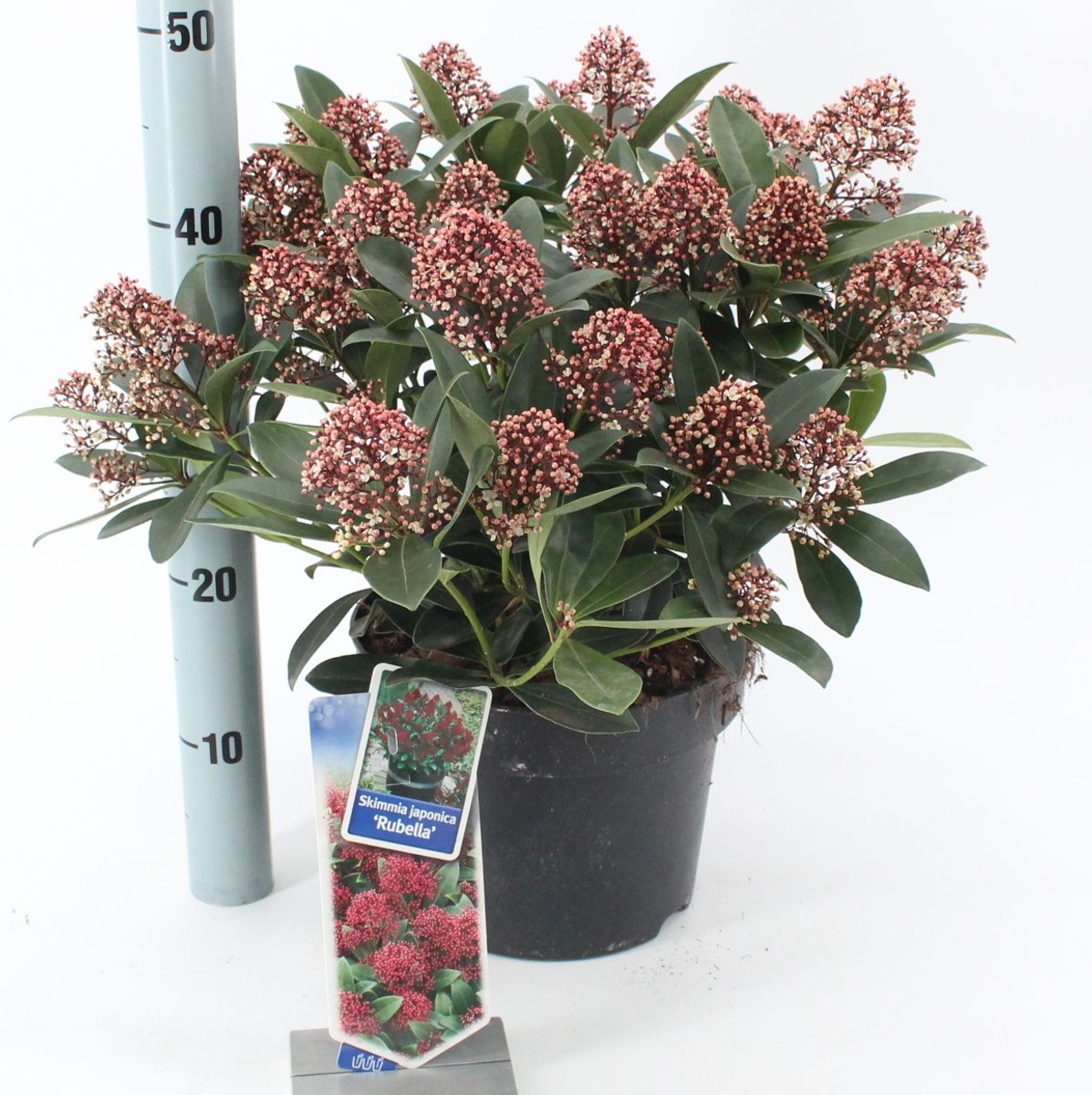 Skimmia japonica 'Rubella' — Plant Wholesale FlorAccess