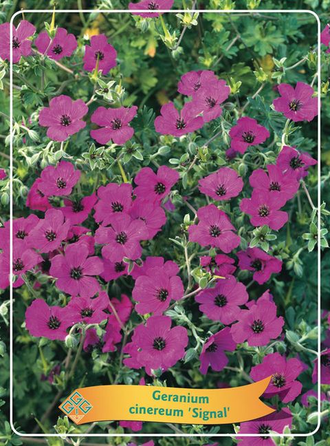 Geranium cinereum 'Signal' — Plant Wholesale FlorAccess
