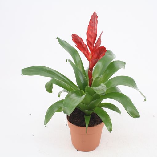 Vriesea x poelmanii — Plant Wholesale FlorAccess
