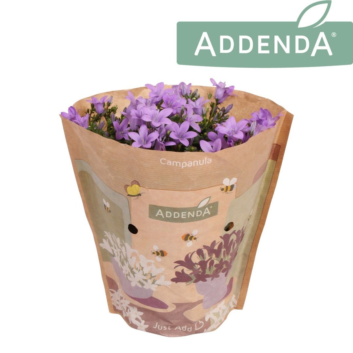 Campanula portenschlagiana 'Ambella Lavender' — Plant Wholesale FlorAccess