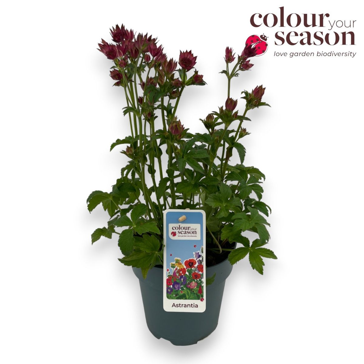Astrantia major 'Pink Pride' — Mayorista de plantas FlorAccess