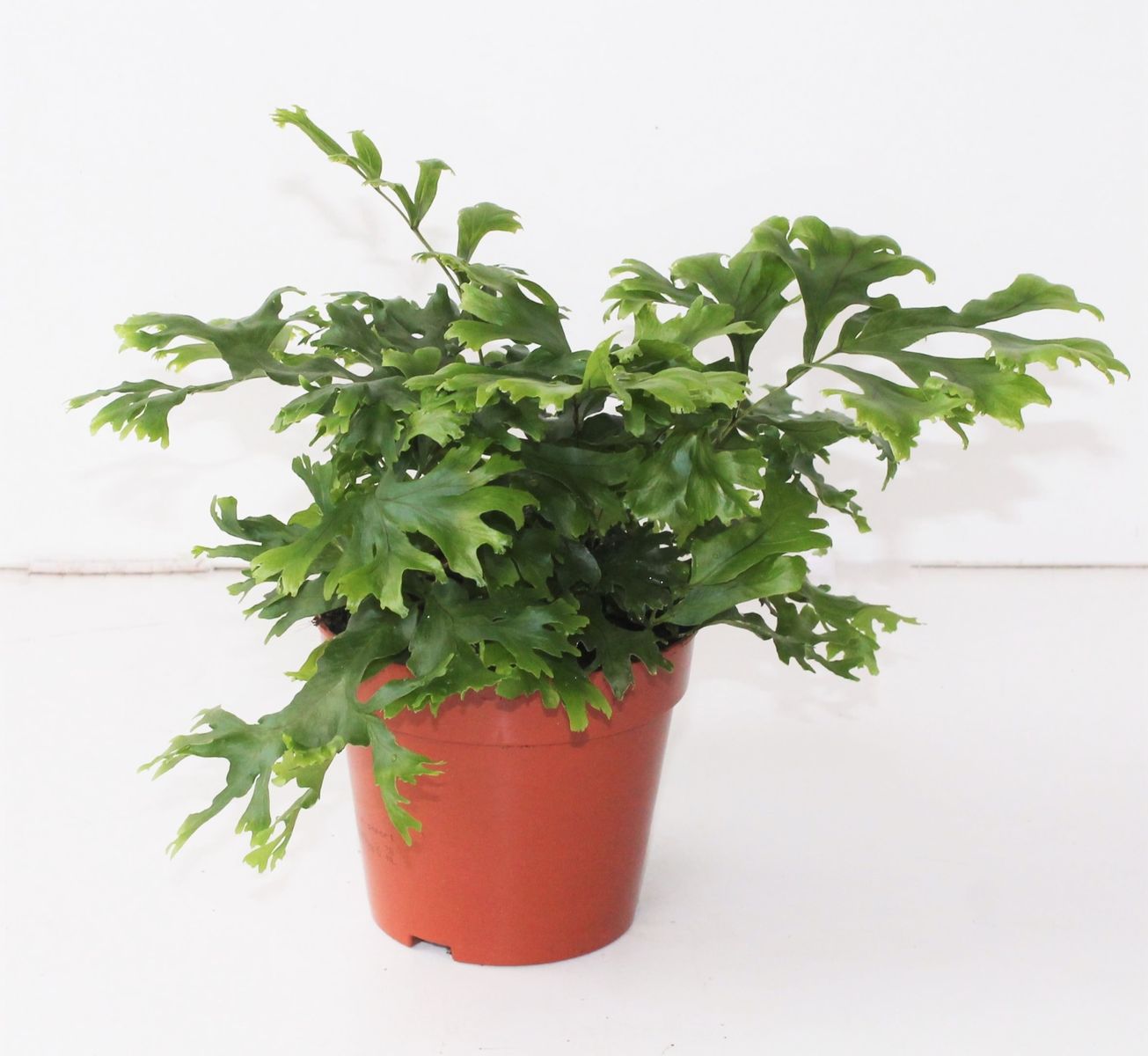 Polypodium fallax — Plant Wholesale FlorAccess