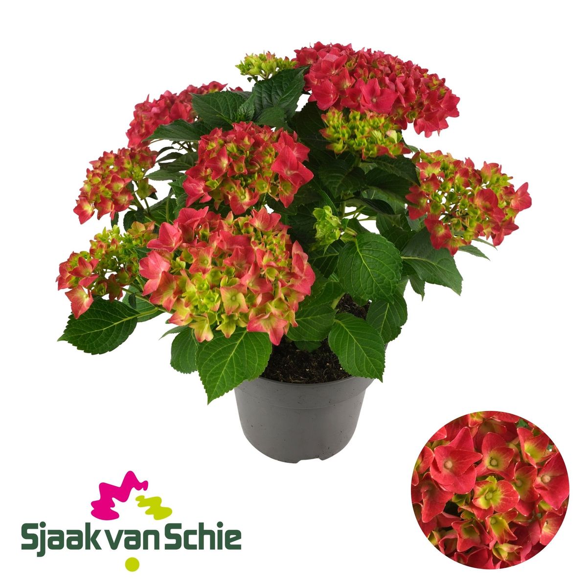 Hydrangea macrophylla MOPHEAD RED — Plantegrossist FlorAccess