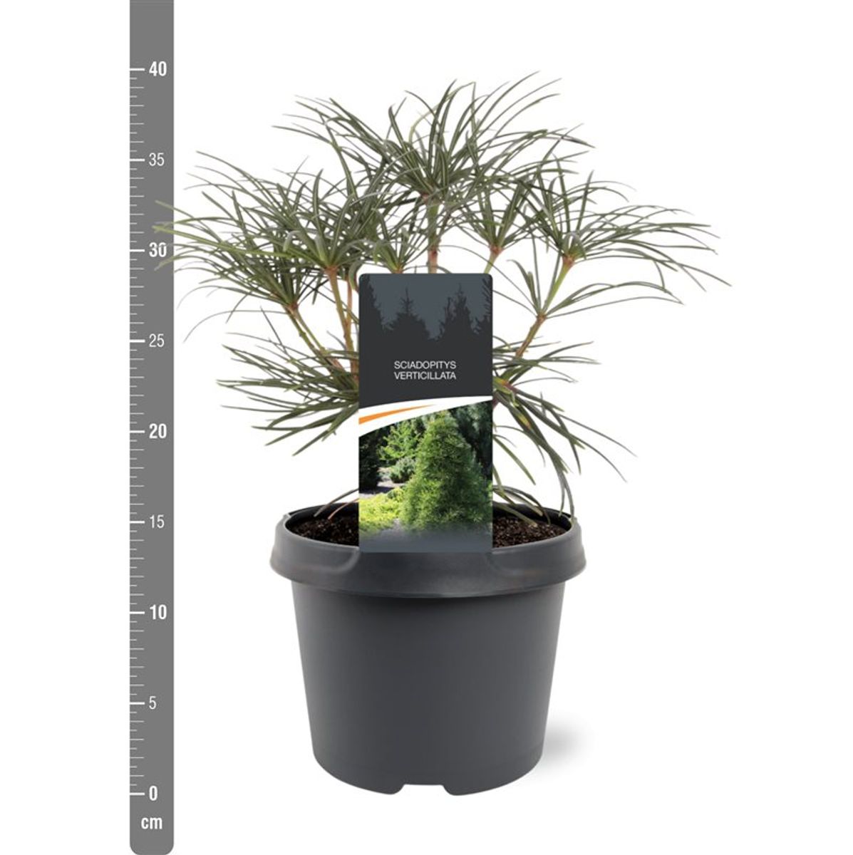 Sciadopitys verticillata — Plant Wholesale FlorAccess