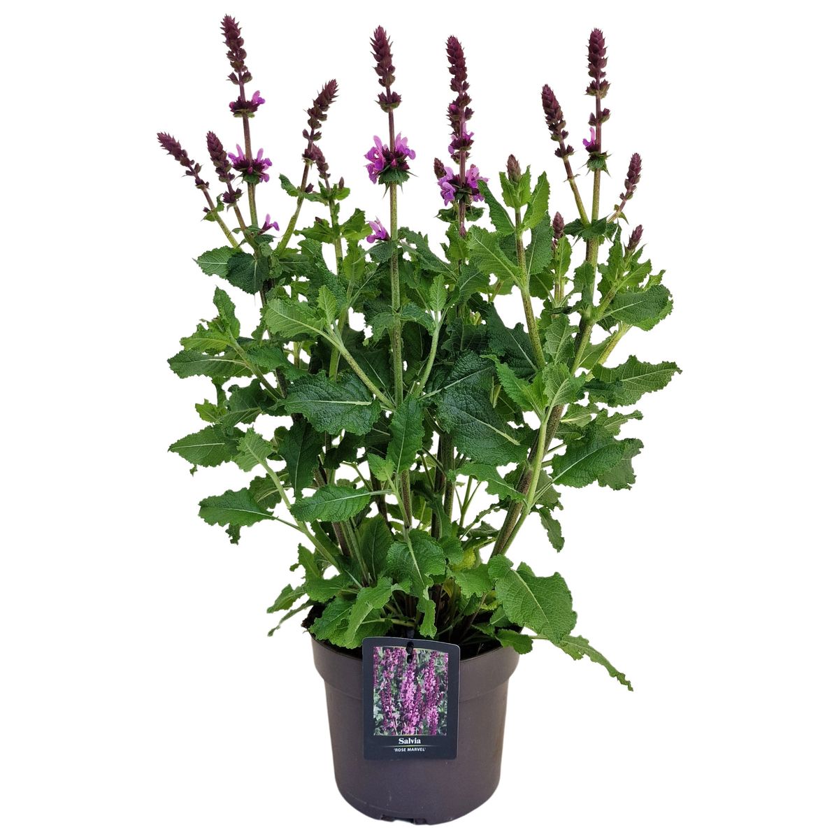 Salvia x sylvestris 'Rose Marvel' — Plant Wholesale FlorAccess