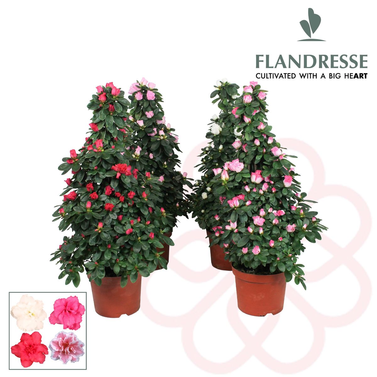 Rhododendron AZALEA MIX — Plant Wholesale FlorAccess