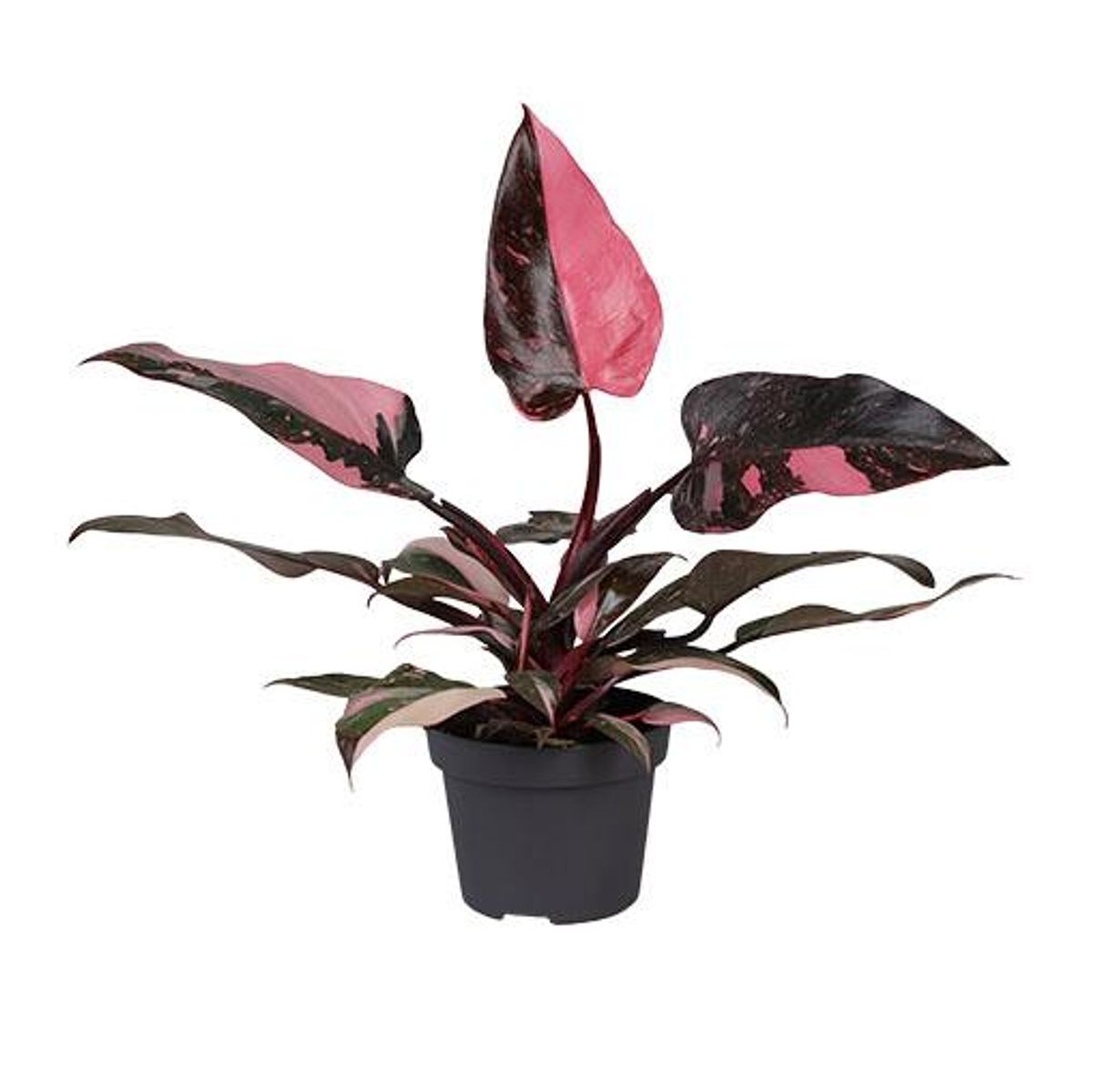 Philodendron 'Pink Princess Marble' — Plant Wholesale FlorAccess