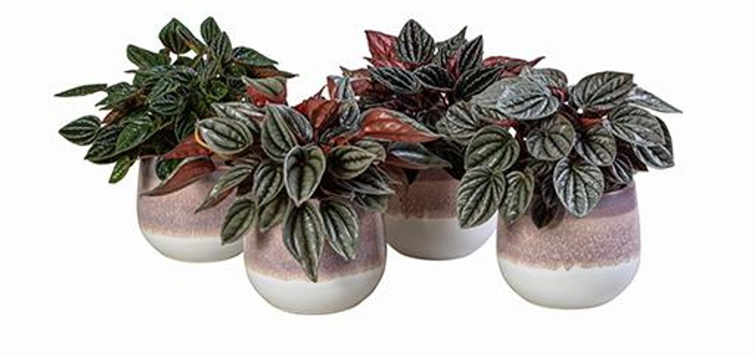 Peperomia MIX — Plant Wholesale FlorAccess