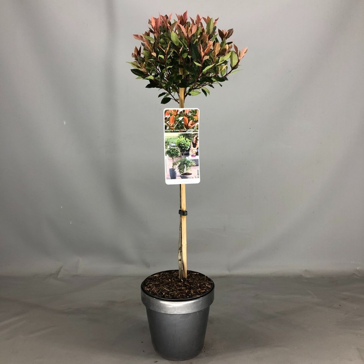Photinia x fraseri CHICO — Plant Wholesale FlorAccess